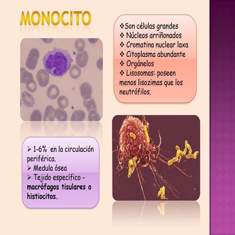 Histologia De Monócitos