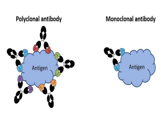 Immunoprecipitation | PPT