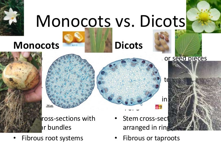 Monocots Vs Dicots monocots-vs-dicots