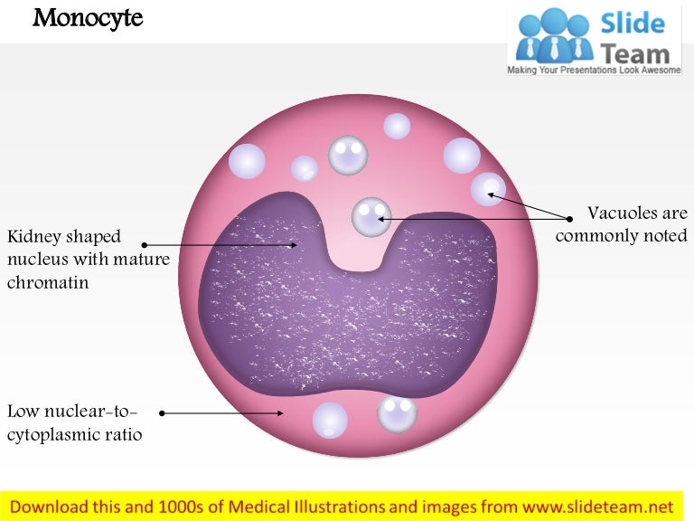 Monocyte medical images for power point
