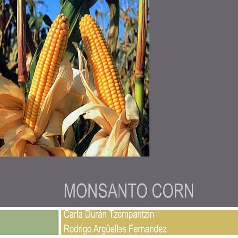 Monsanto corn | PPTX