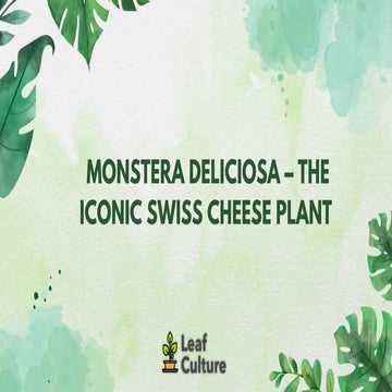 Monstera Deliciosa – The Iconic Swiss Cheese Plant.pdf