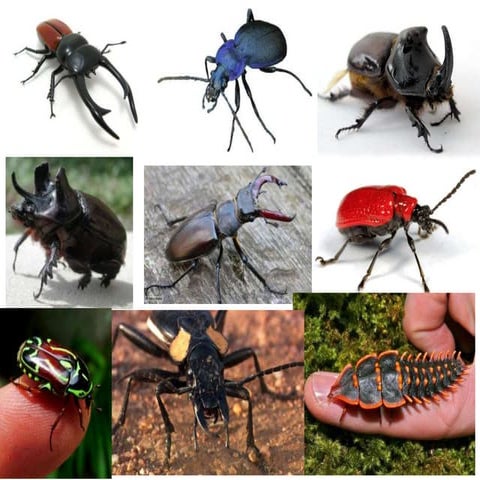 sdfMood board beetle knight concept | PPT