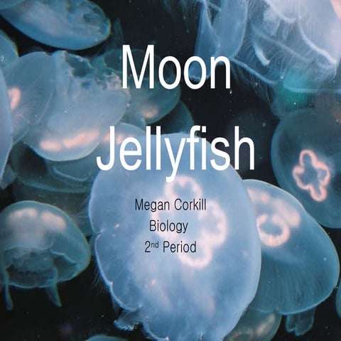 Moon jellyfish slide show- Megan Corkill | PPT