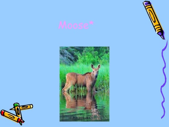 Moose martina3 | PPT