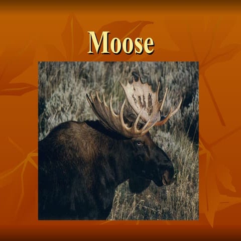 Moose martina3 | PPT