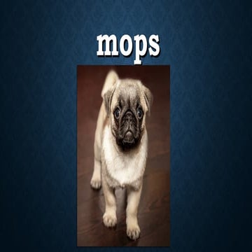 Mops | ODP