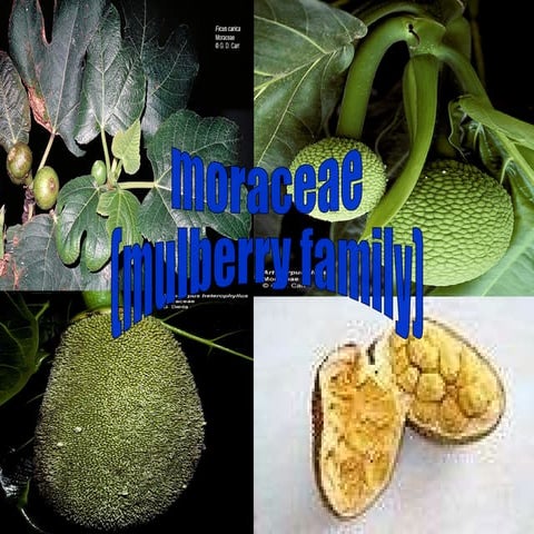 Moraceae power point | PPT