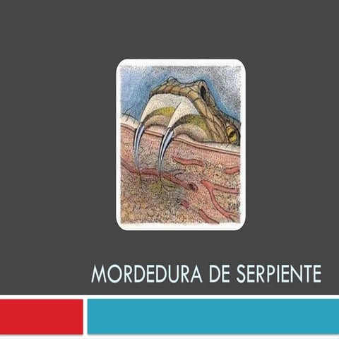 Mordedura de serpientes Aporte Presentacion.pptx