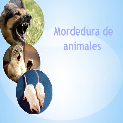 Mordeduras | PPTX