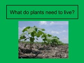 Plants powerpoint and interactive activities | PPT