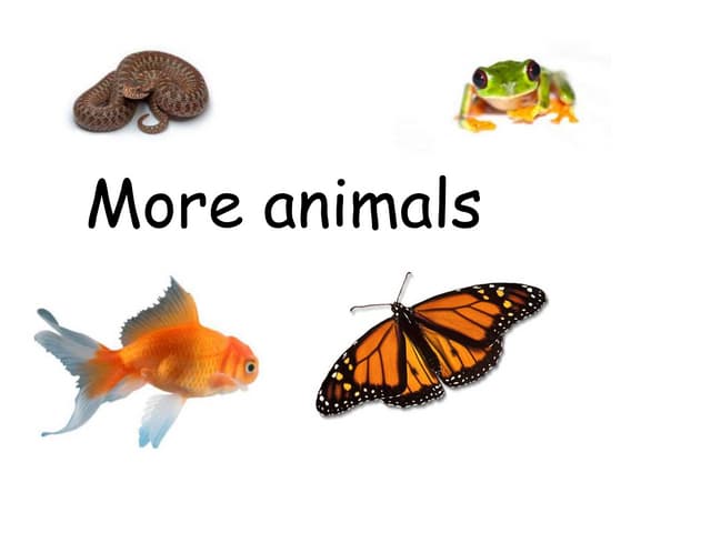 Animals & their habitat | PPTX