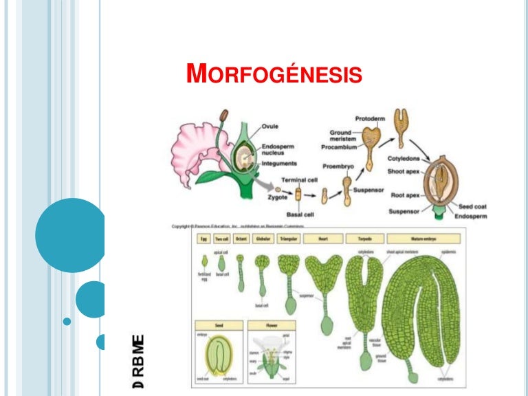 Morfogenesis