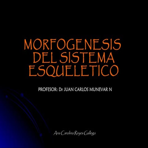 Morfogenesis sistema esqueletico | PPT