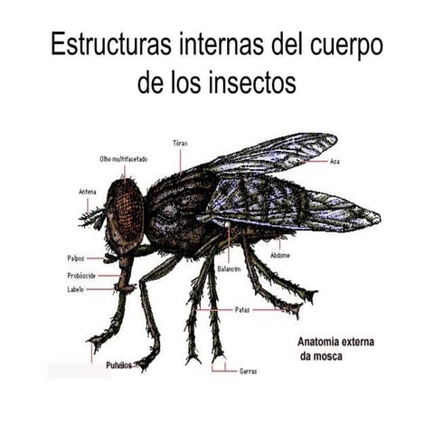 Morfología de-insectos-e-invertebrados | PPT