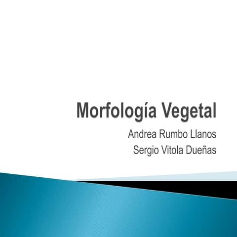 apoplasto y simplasto Absorcion del agua por las plantas | PDF