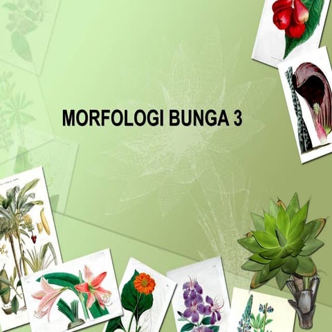morfologi-bunga-3 perkuliahan botani farmasi | PPT