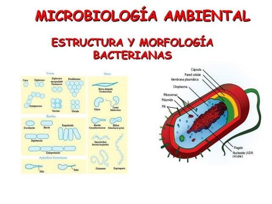 Algoritmo De Bastonetes Gram Positivos Pautas Para Prácticas