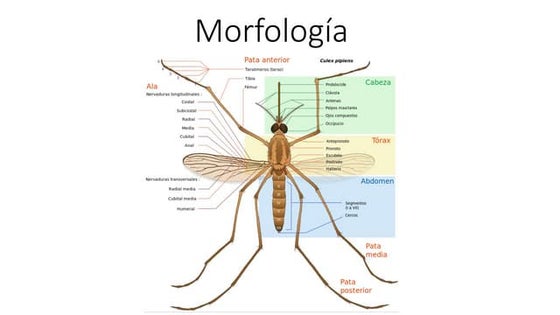Anatomía De Las Patas De Los Insectos Documento Sin Título