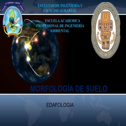 apoplasto y simplasto Absorcion del agua por las plantas | PDF