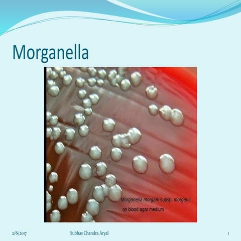 About Morganella species | PDF