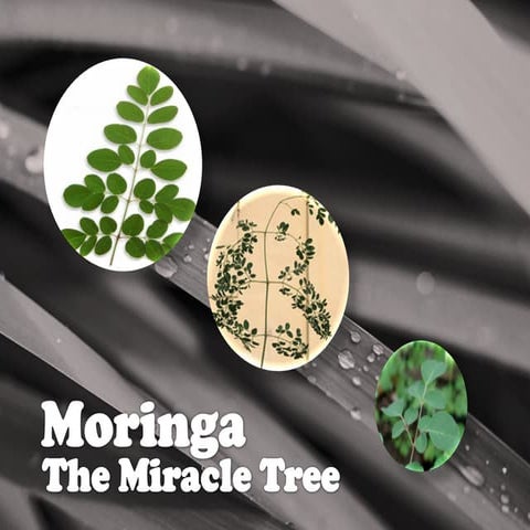 Moringa | PPT