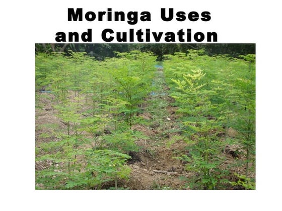 moringa | PPTX