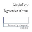 Morphallactic Regeneration in Hydra.pptx