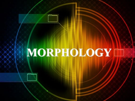 Morphology presentation | PPTX