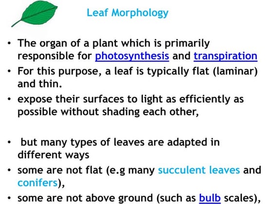 Morphology of Leaf.pptx | Gardening | Home & Garden