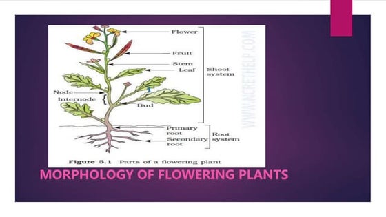 Sexual Reproduction in Flowering Plants (Part I) | PPT