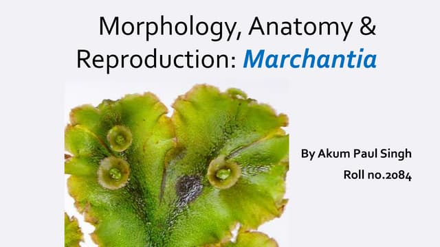 Marsilea structure and reproduction | PPTX