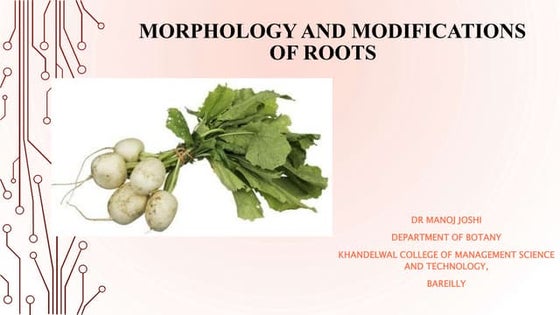 Root - Characteristics, types, Structure & Functions | PPTX