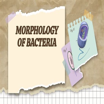 Morphology of Bacteria.pdf