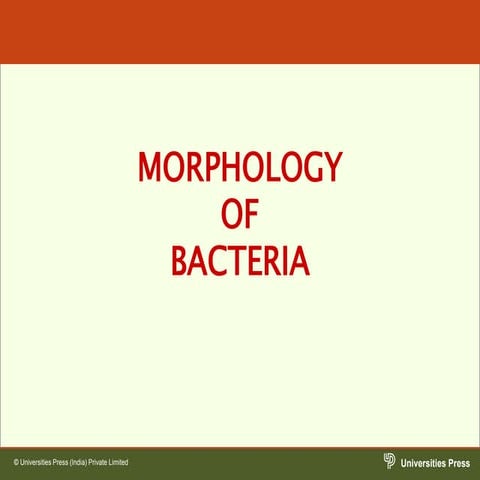 Morphology of Bacteria.ppt