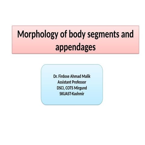 Morphology of body segments of insecta. PPT | PPTX