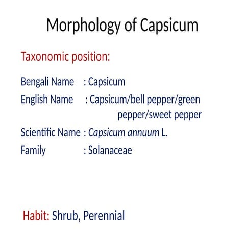 Morphology__of_Capsicum_20102014.ppt.ppt