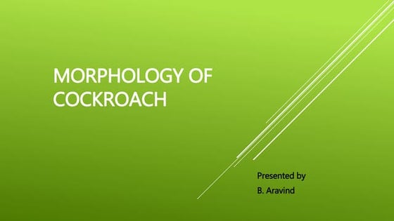 Cockroach Class 11th NEET CBSE NCERT Biology | PDF