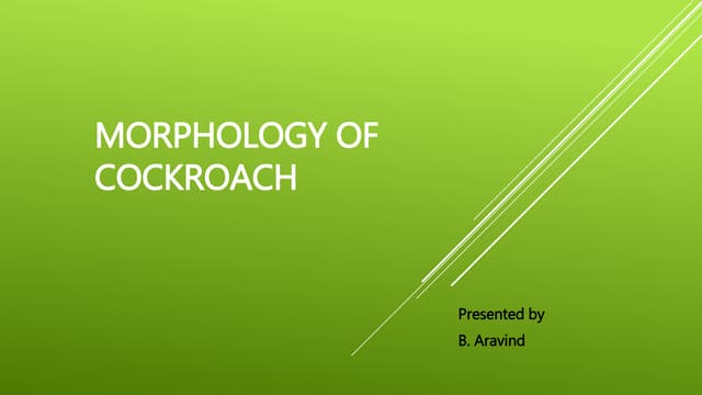 Cockroach Class 11th NEET CBSE NCERT Biology | PDF