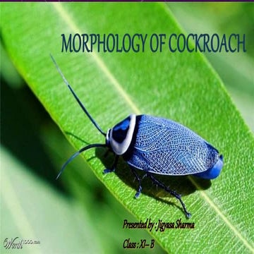 Morphology of cockroach 2 | PPTX