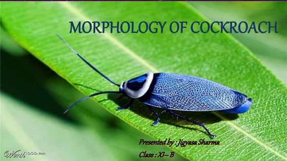 Cockroach Class 11th NEET CBSE NCERT Biology | PDF