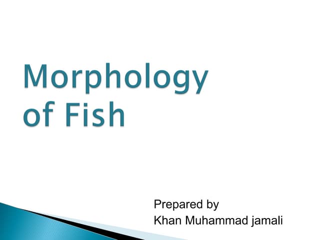 Morphometric measurement of fishes | PPT