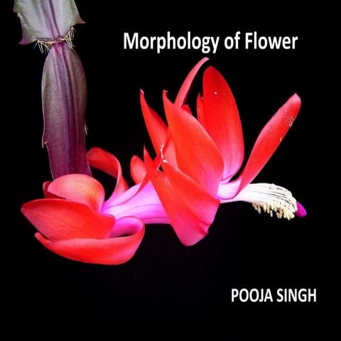 Morphology of flower | PPTX