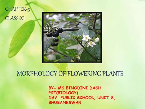 Plant kingdom class 11 | PPTX