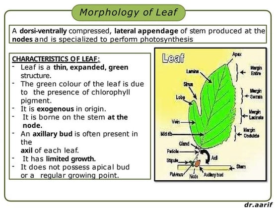 Morphology of Leaf with special reference to leaf shape, surface, margin, apex, base. | PDF