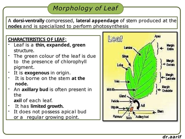 Leaves modifications.pptx
