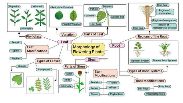 Presentation on morphology of rice plant | PPTX
