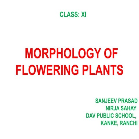 Class_11_Biology_PPT_Chapter_5_Morphology_of_Flowering_Plants.pptx