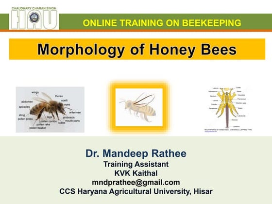 Morphology and anatomy of honeybee | PPT