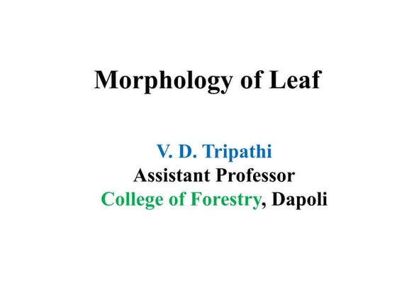 Leaf apex type | PDF | Geology | Science